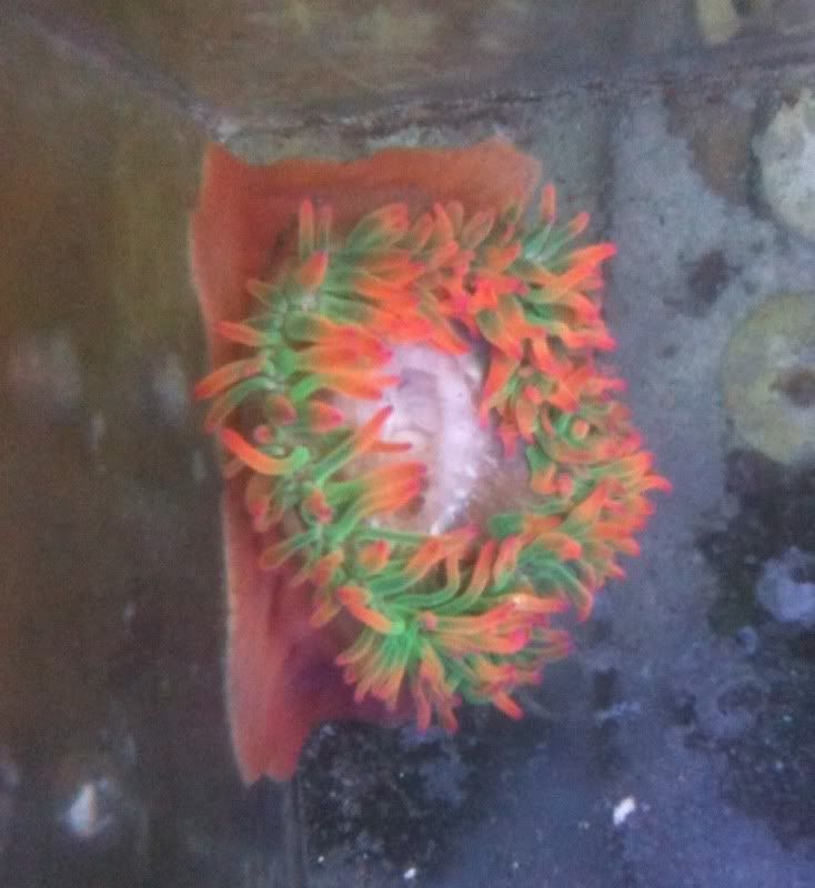 My Rainbow BTA Split! | Reef2Reef