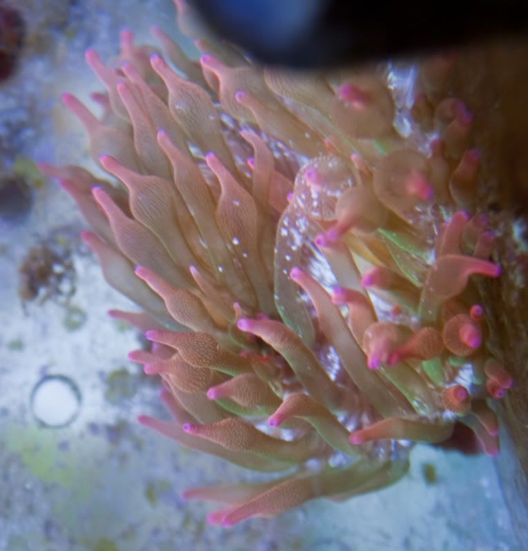 My Rainbow BTA Split! | Reef2Reef