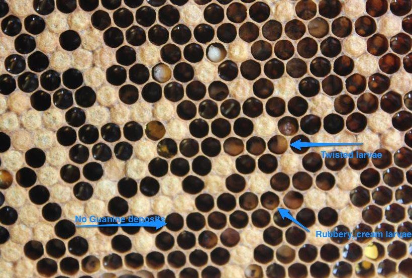 EFB Can they be saved? | Beesource Beekeeping Forums