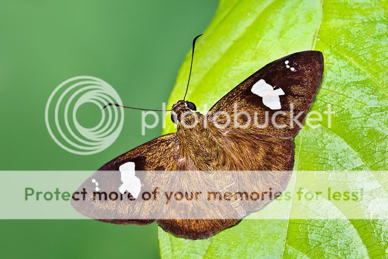 Sharing A Few Butterflies Part IX | Page 3 | ClubSNAP Photography Community