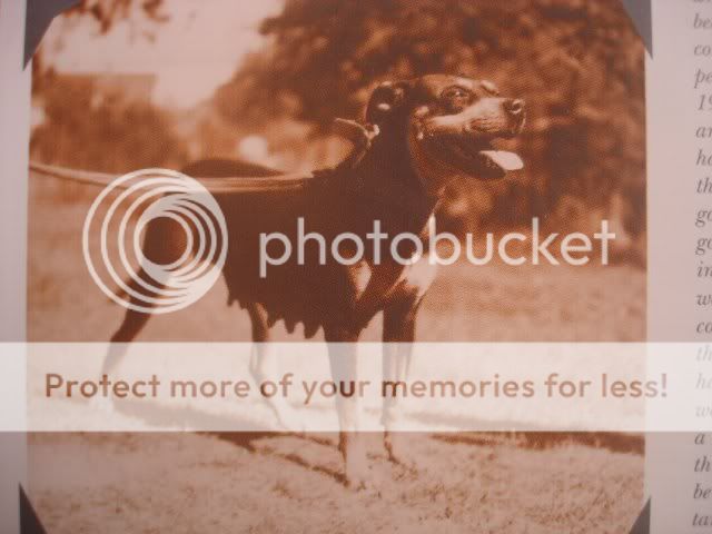 Tri vs. Sable/Smut | Go Pitbull Forums