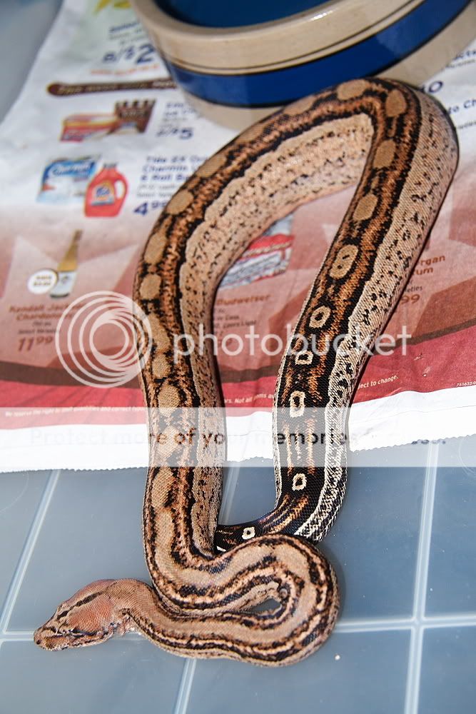 07' Super Aztecs - RedTailBoas Ultimate Reptile Community