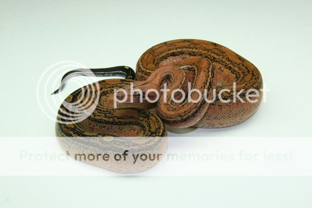 Super Aztecs - RedTailBoas Ultimate Reptile Community