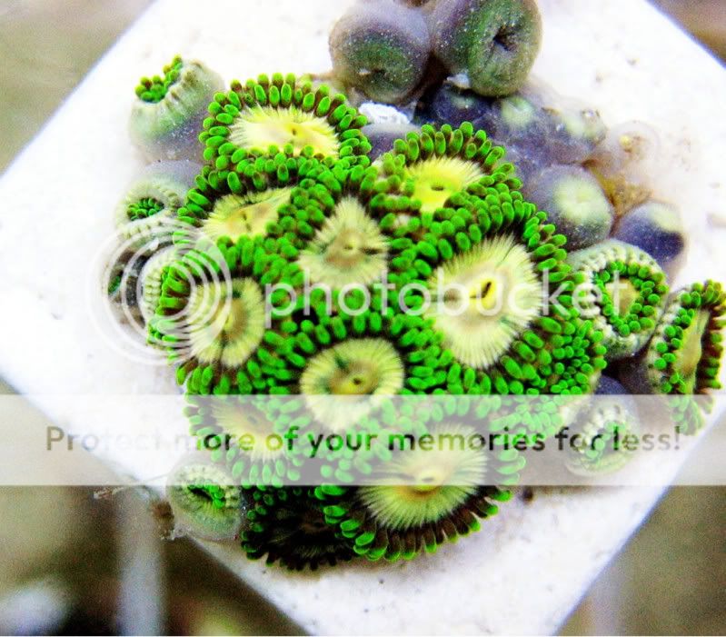 True yellow zoa???? | Page 2 | REEF2REEF Saltwater and Reef Aquarium Forum