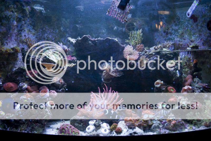 Build Thread - Full Tank Shots... Let's see progression pics... | Reef2Reef