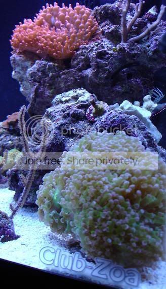 Build Thread - Fickle's Lowrider (30g Breeder) | Reef2Reef