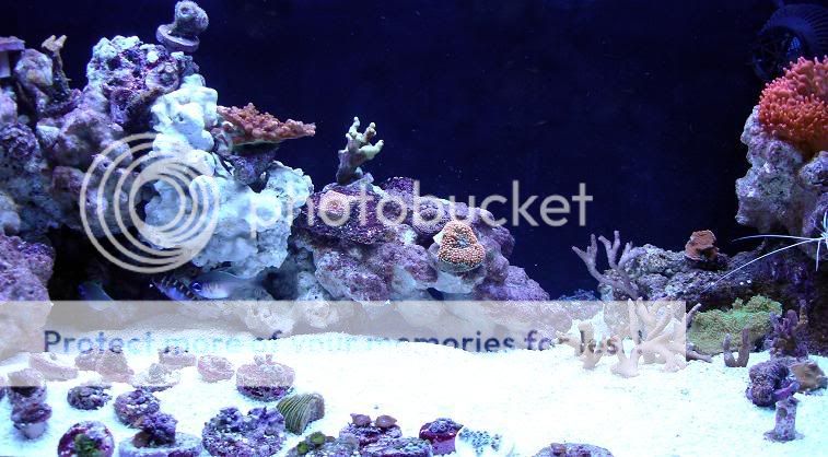 Build Thread - Fickle's Lowrider (30g Breeder) | Reef2Reef