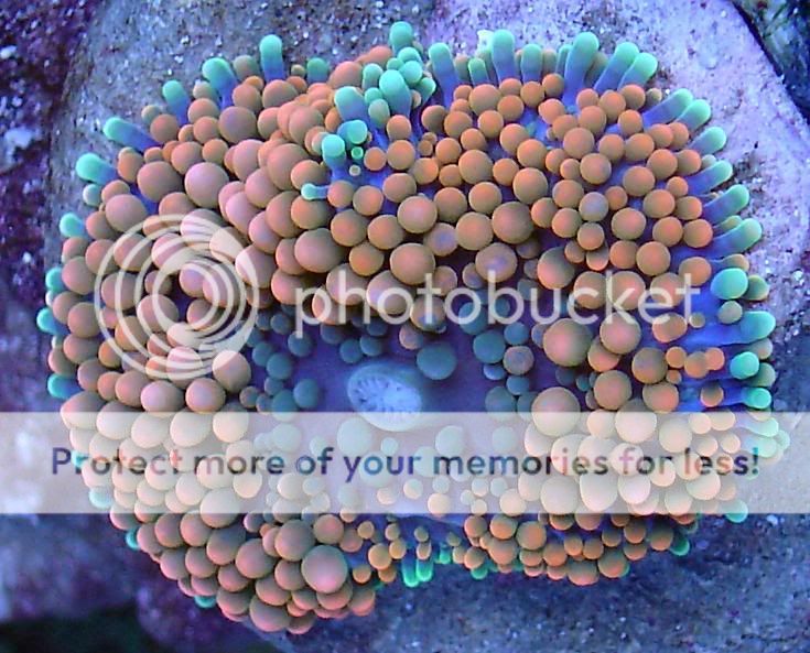 Build Thread - Fickle's Lowrider (30g Breeder) | Reef2Reef