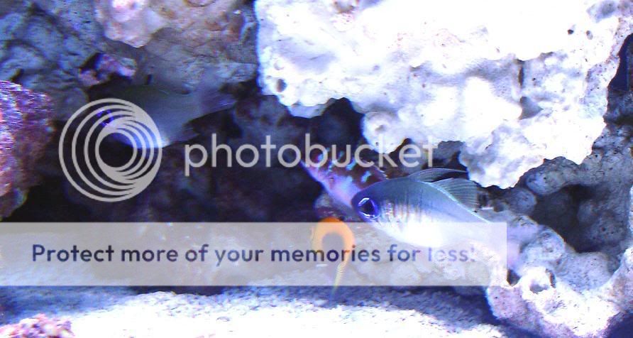 Build Thread - Fickle's Lowrider (30g Breeder) | REEF2REEF Saltwater ...