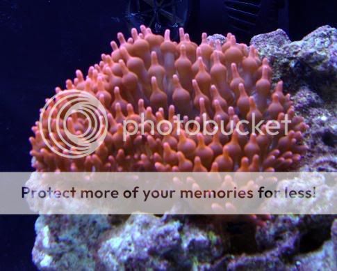 Build Thread - Fickle's Lowrider (30g Breeder) | Reef2Reef