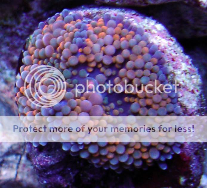 Build Thread - Fickle's Lowrider (30g Breeder) | Reef2Reef