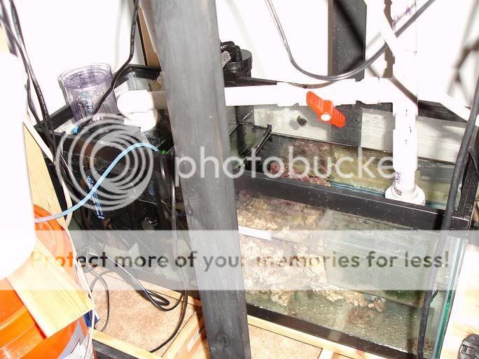 Build Thread - Fickle's Lowrider (30g Breeder) | Reef2Reef