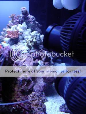 Build Thread - Fickle's Lowrider (30g Breeder) | Reef2Reef