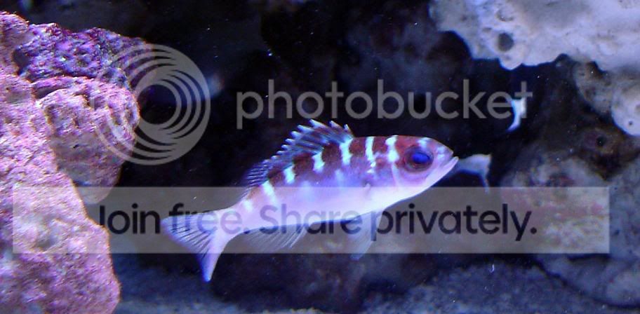 Build Thread - Fickle's Lowrider (30g Breeder) | Reef2Reef