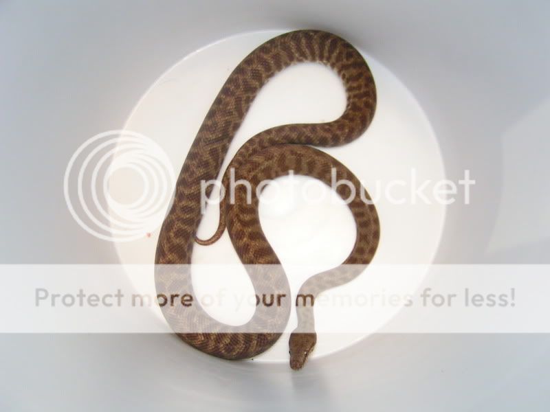 Male Stimson's Python | FaunaClassifieds