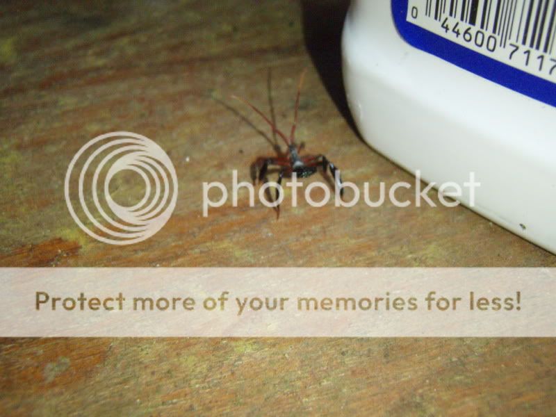 My daughter found this bug today while were grilling. What is it ...