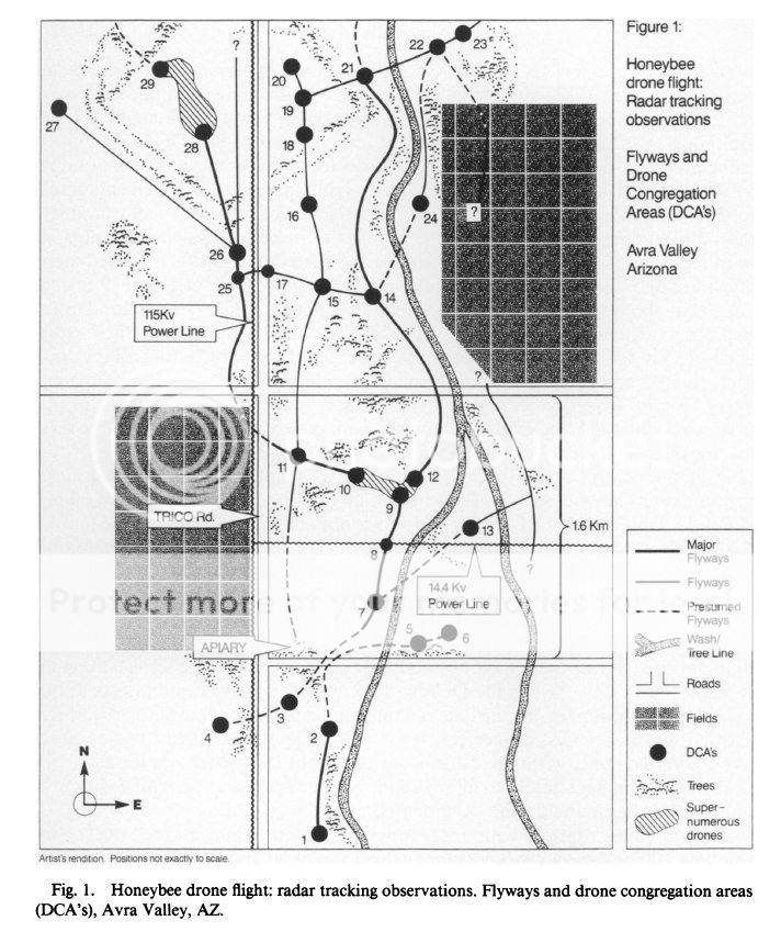 Drone congregation Area | Beesource Beekeeping Forums