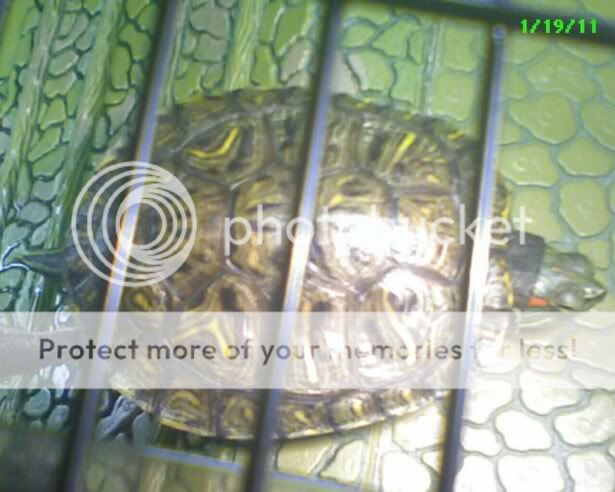 RES Fanning - Big Pond - Turtle Forum