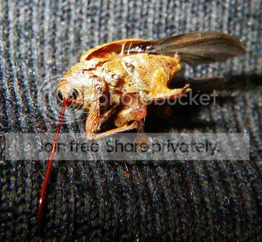 ID needed. Odd, nasty blood sucking flying insect... | Arachnoboards