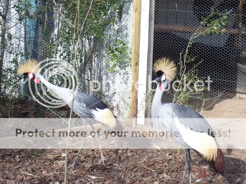 Does anybody have african crowned cranes? | BackYard Chickens - Learn ...