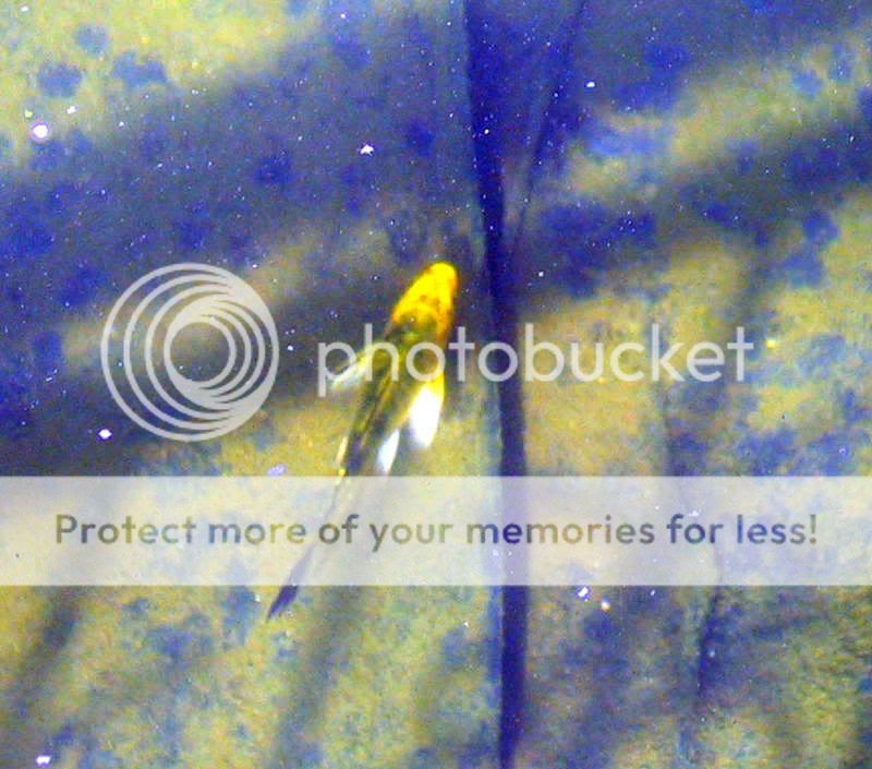 Koi changing color | Garden Pond Forums