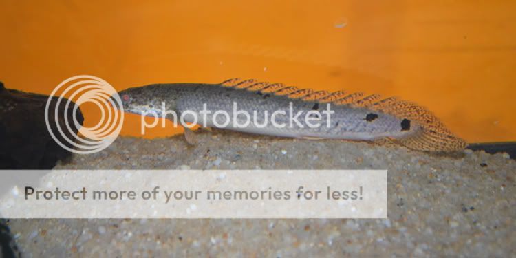 Some pics of my poly tank | MonsterFishKeepers.com