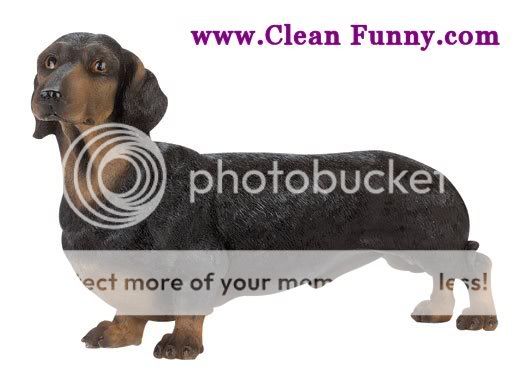 animal-limo-dog-limousine.jpg Photo by talentbeauty | Photobucket