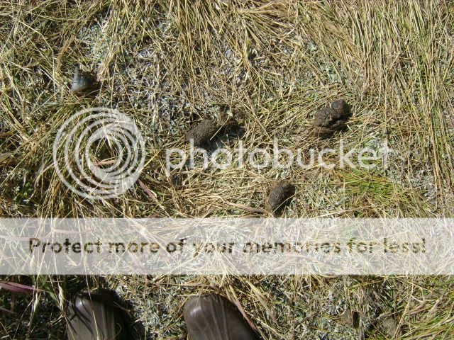 Wolf Scat Pictures, Images & Photos | Photobucket