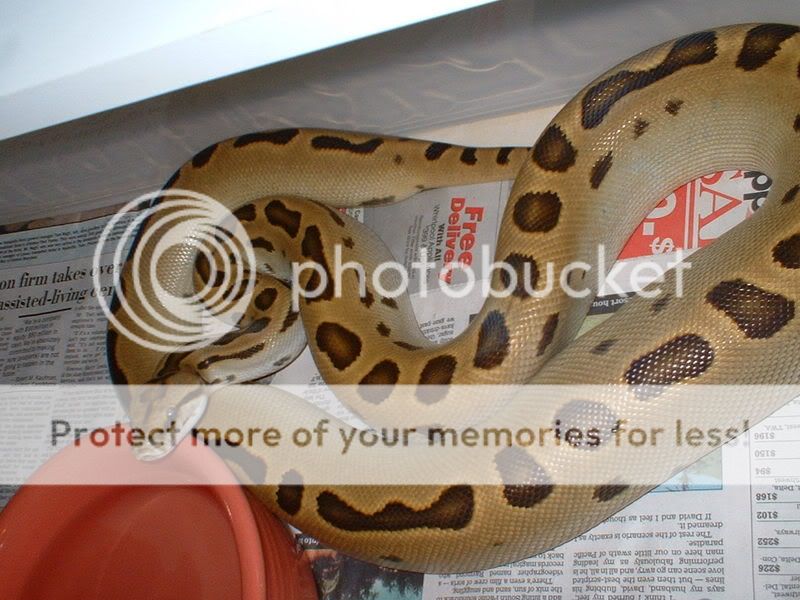 Borneo Bateater | Reptile Forums