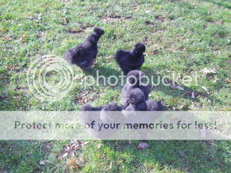 Show Silkie Show! | BackYard Chickens - Learn How to Raise Chickens