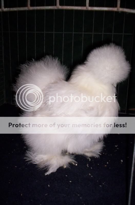 Silkie breeding questions - split wing | BackYard Chickens - Learn How ...