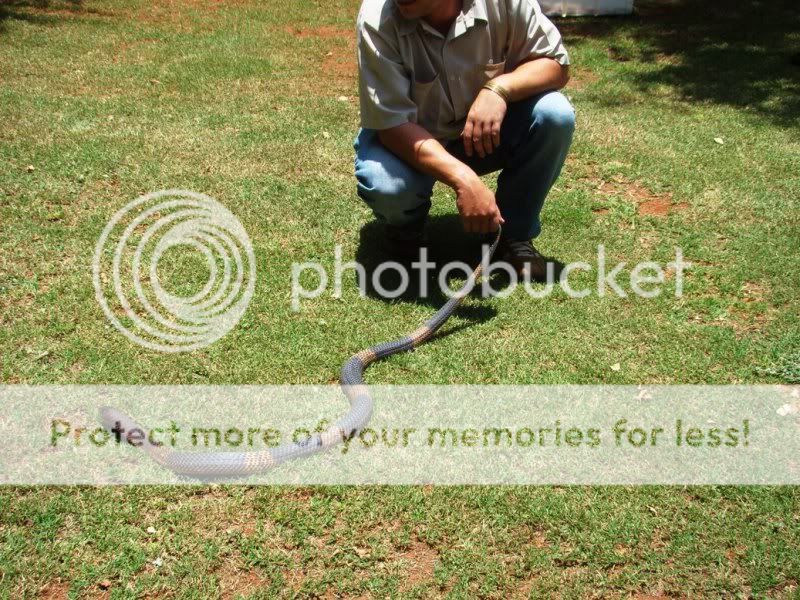 Post pics of your DWA snakes please.. | Reptile Forums