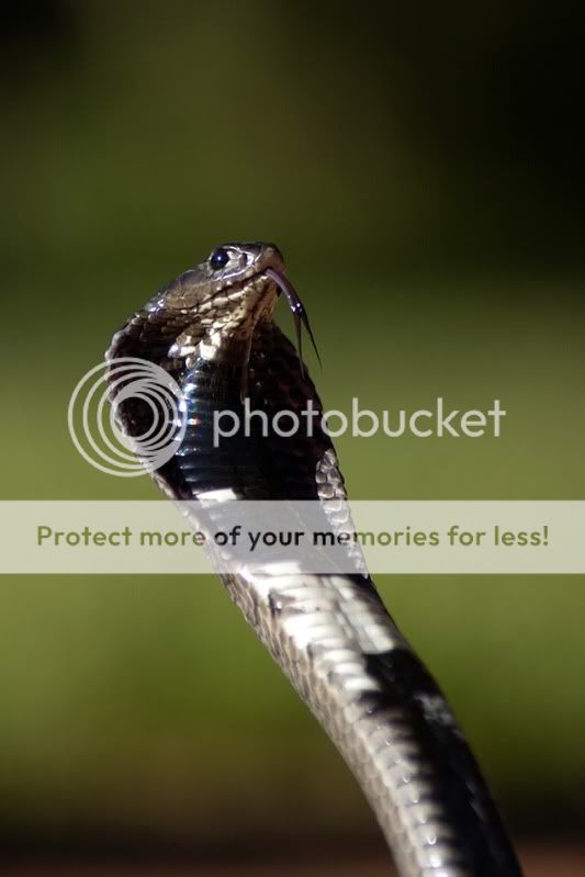 Spitters | Reptile Forums