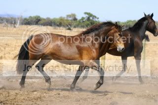 Pangare gene? | Stockyard Horse Forums